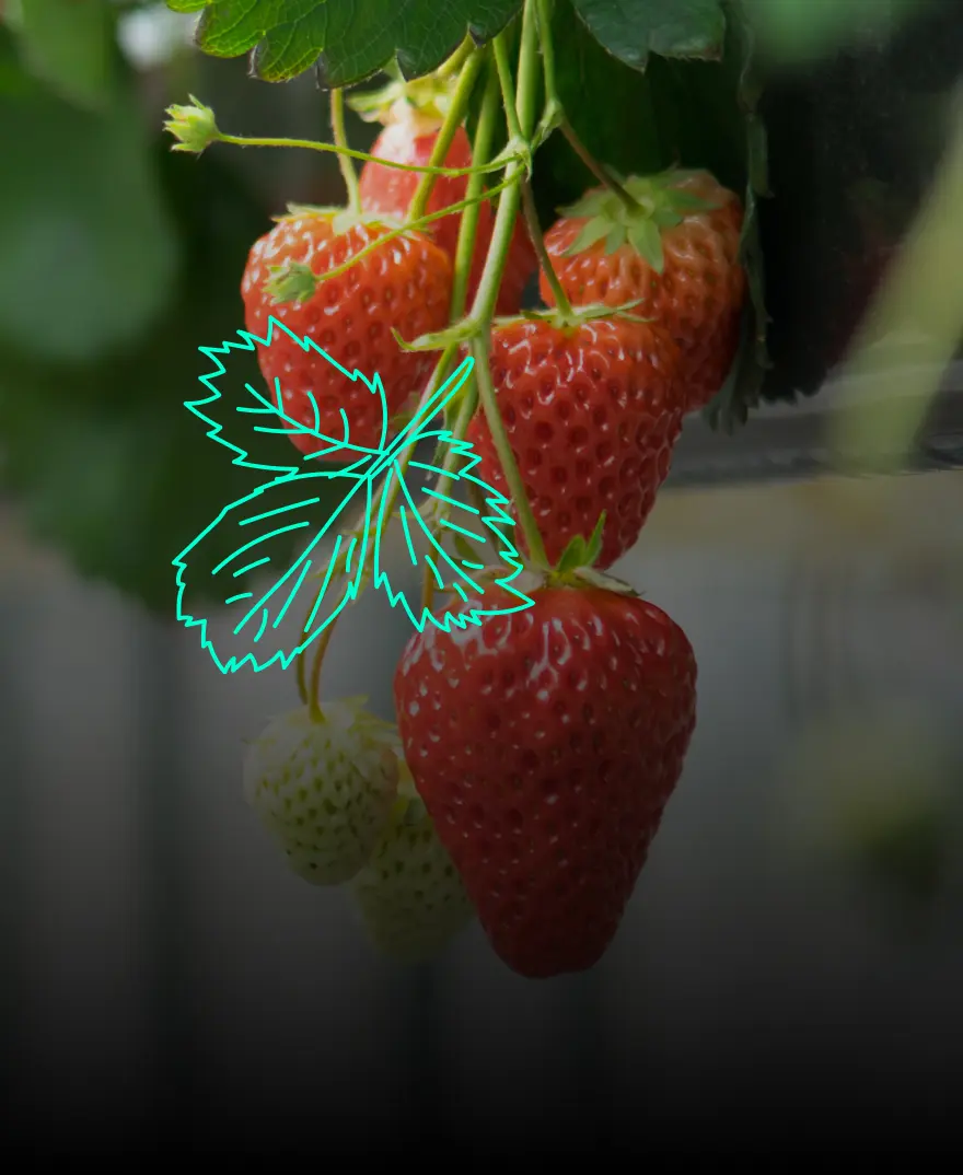 Ultra Organics | Glisco Partners